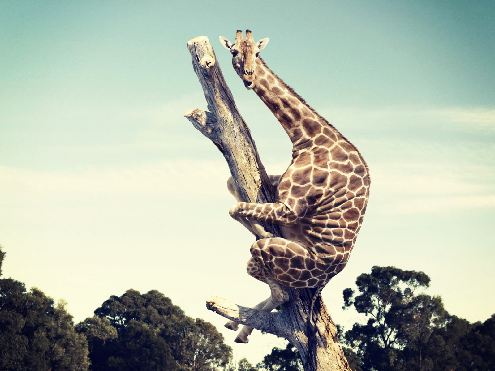 Giraffes Go Viral On Facebook - Scoop Empire
