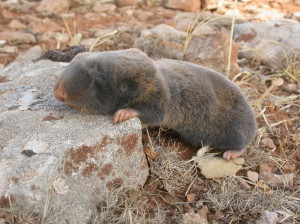 8 Surprising Animals You Didn’t Know Live in Egypt - Scoop Empire