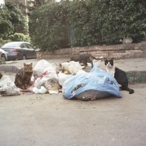 Why Egyptian Balady Cats Are a Superior Breed - Scoop Empire