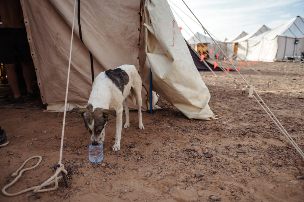 A Stray Dog Is Dominating a Marathon Through the Moroccan Sahara Desert ...