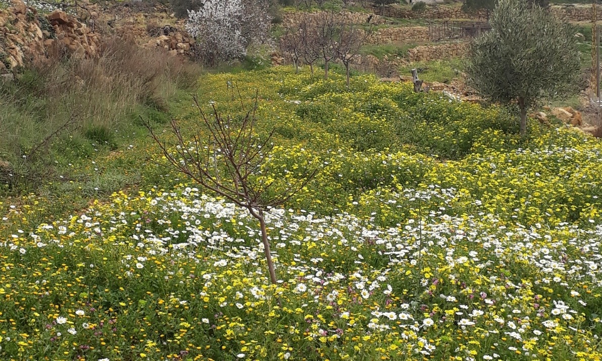 In Pictures: Embracing the Majestic Colors of Spring in the Middle East ...