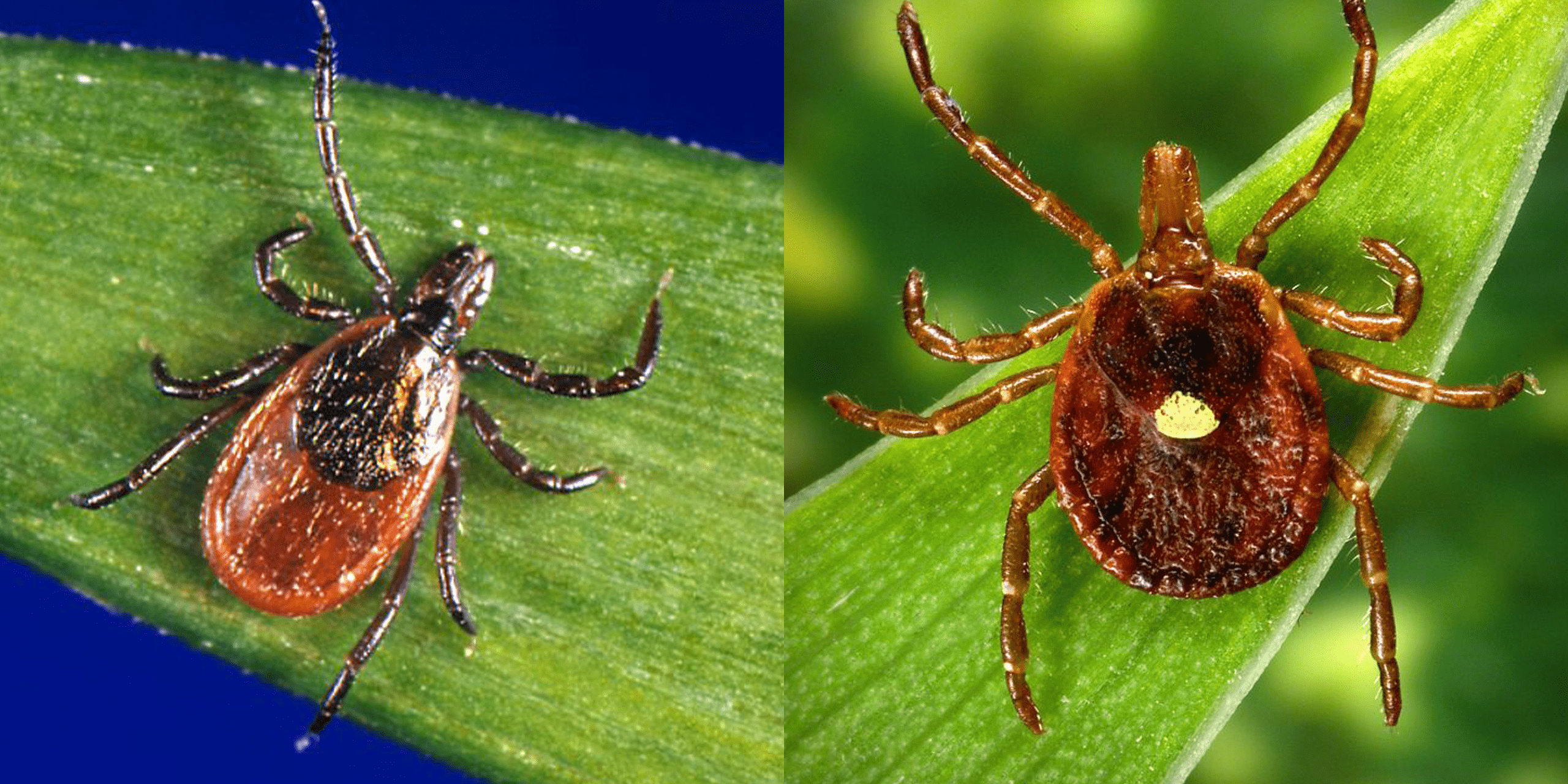 All You Need To Know About The Different Types of Ticks - Scoop Empire