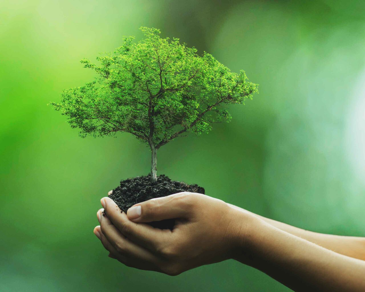 On World Environment Day: Celebrating The Region's Most Eco-Friendly ...