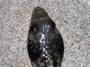 On World Snake Day, Here Are 5 Snakes You Would Find Around the Middle ...