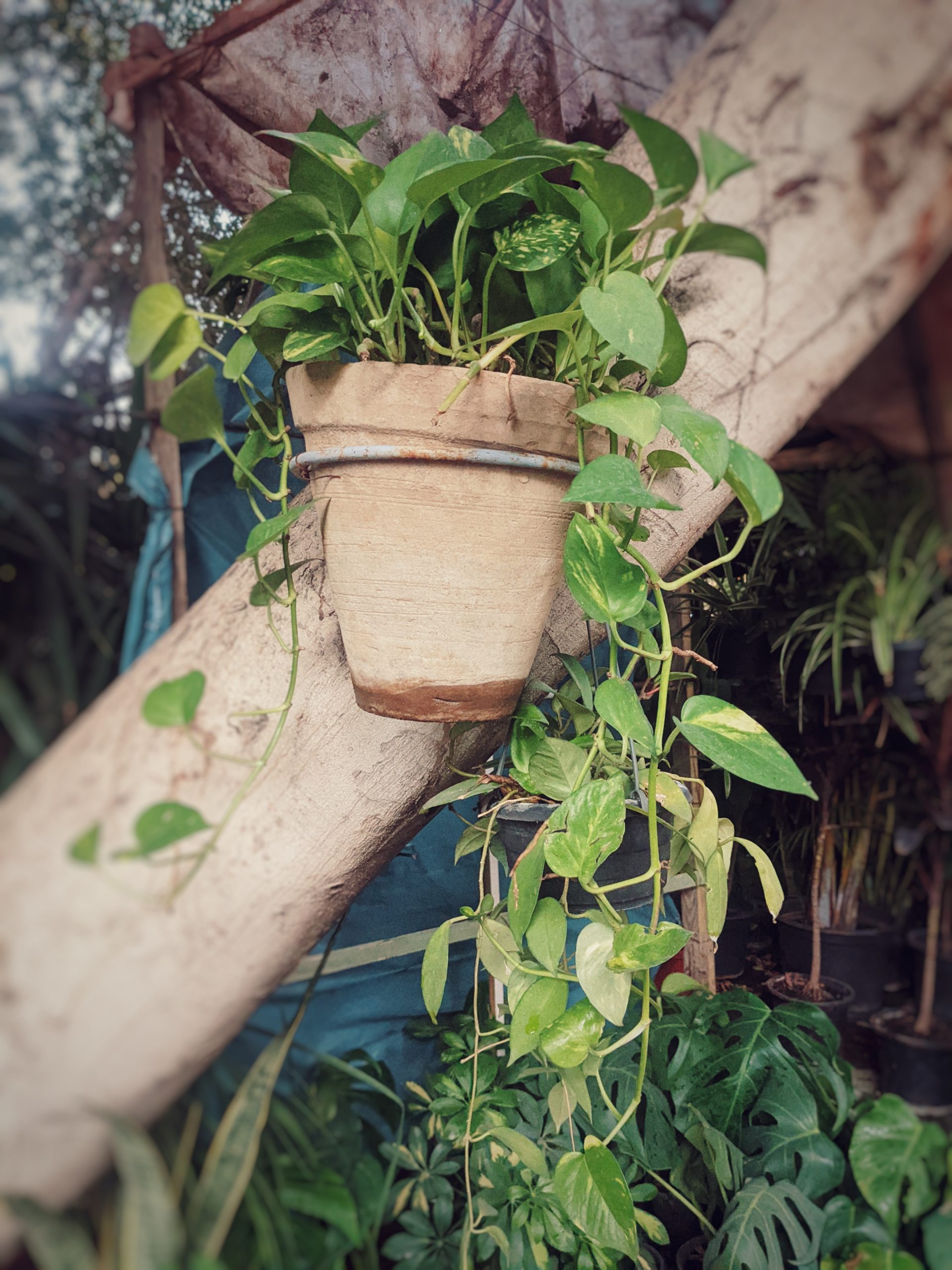 The Mashtel El-Rahman Guide to Plants for Middle Eastern Climates ...