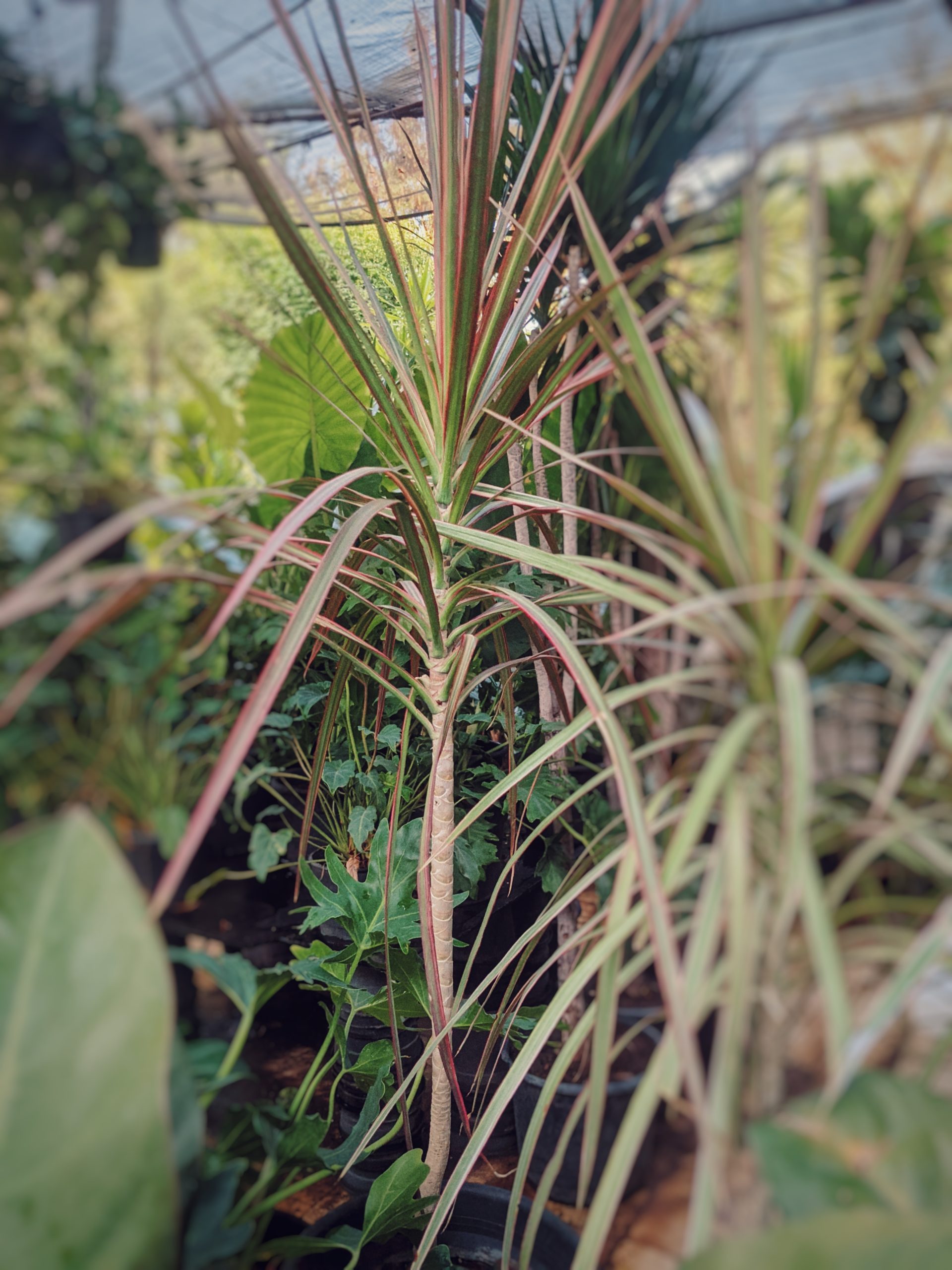 The Mashtel El-Rahman Guide to Plants for Middle Eastern Climates ...