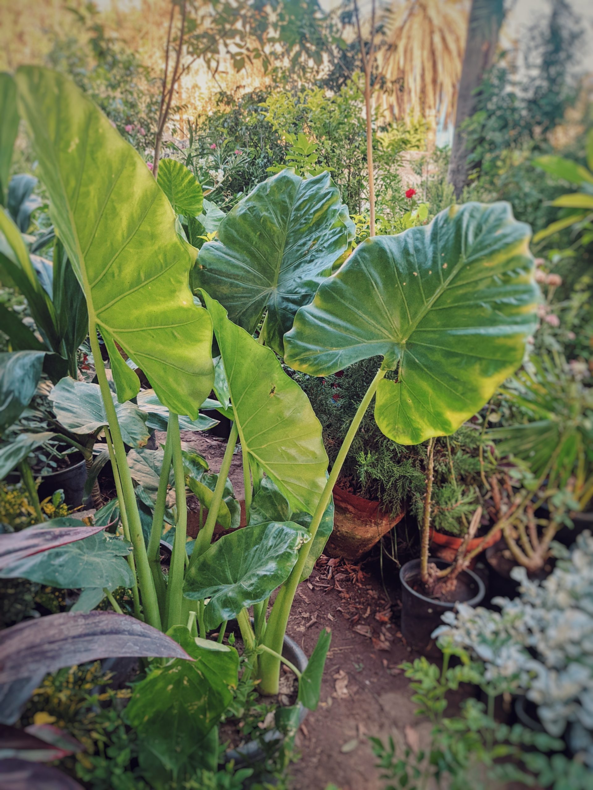 The Mashtel El-Rahman Guide to Plants for Middle Eastern Climates ...