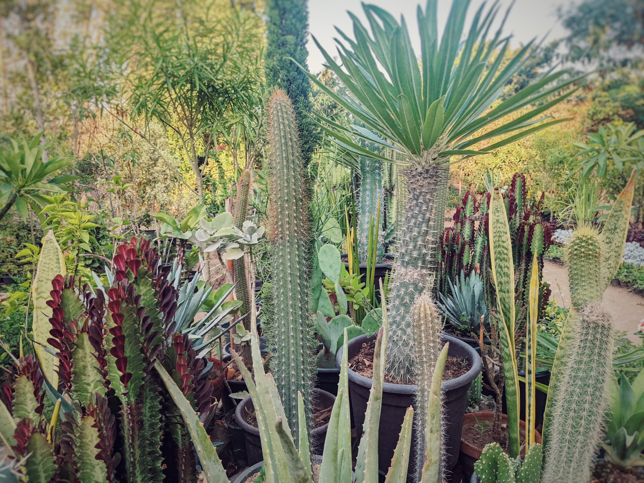 The Mashtel El-Rahman Guide to Plants for Middle Eastern Climates ...