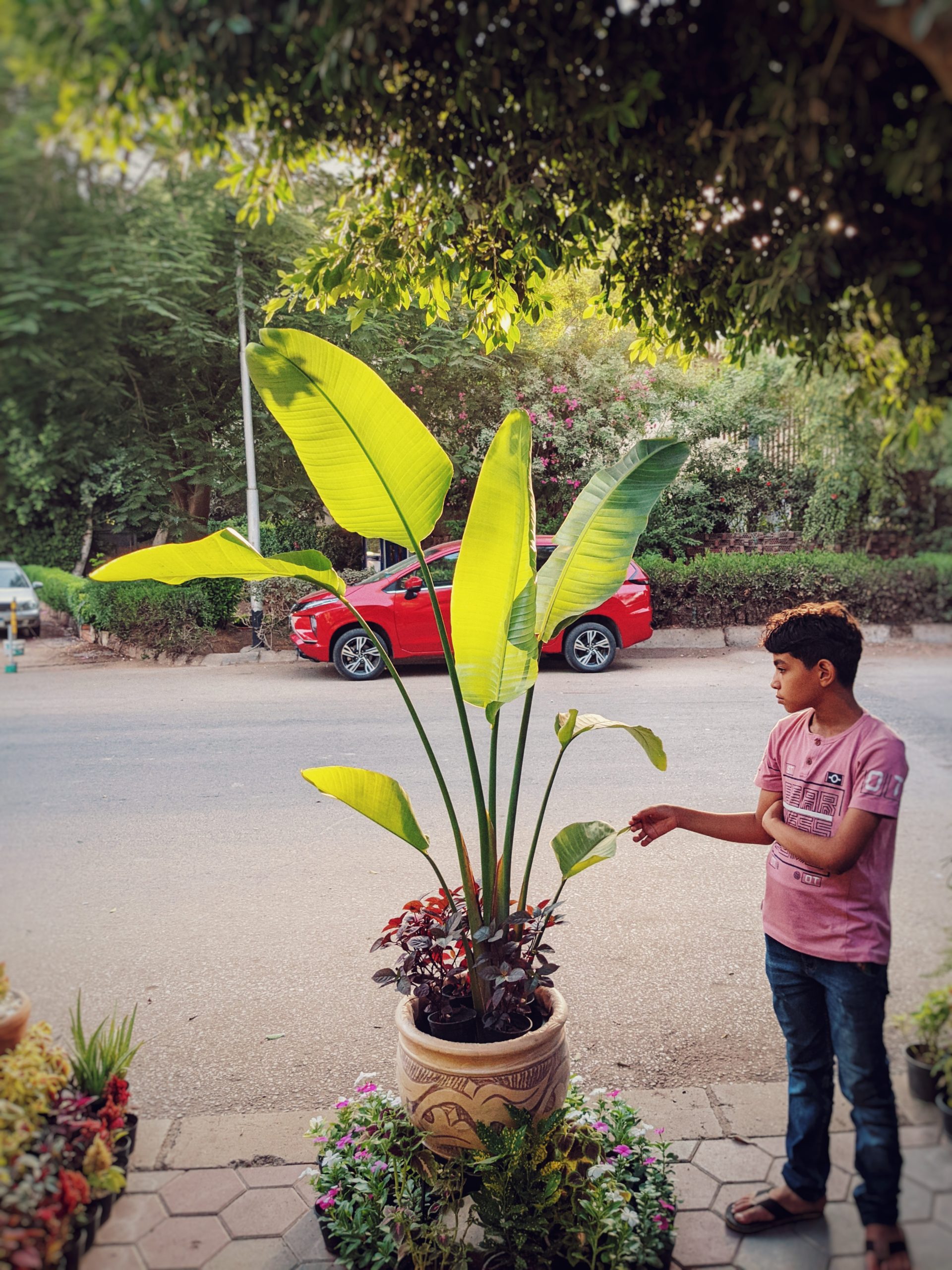 The Mashtel El-Rahman Guide to Plants for Middle Eastern Climates ...