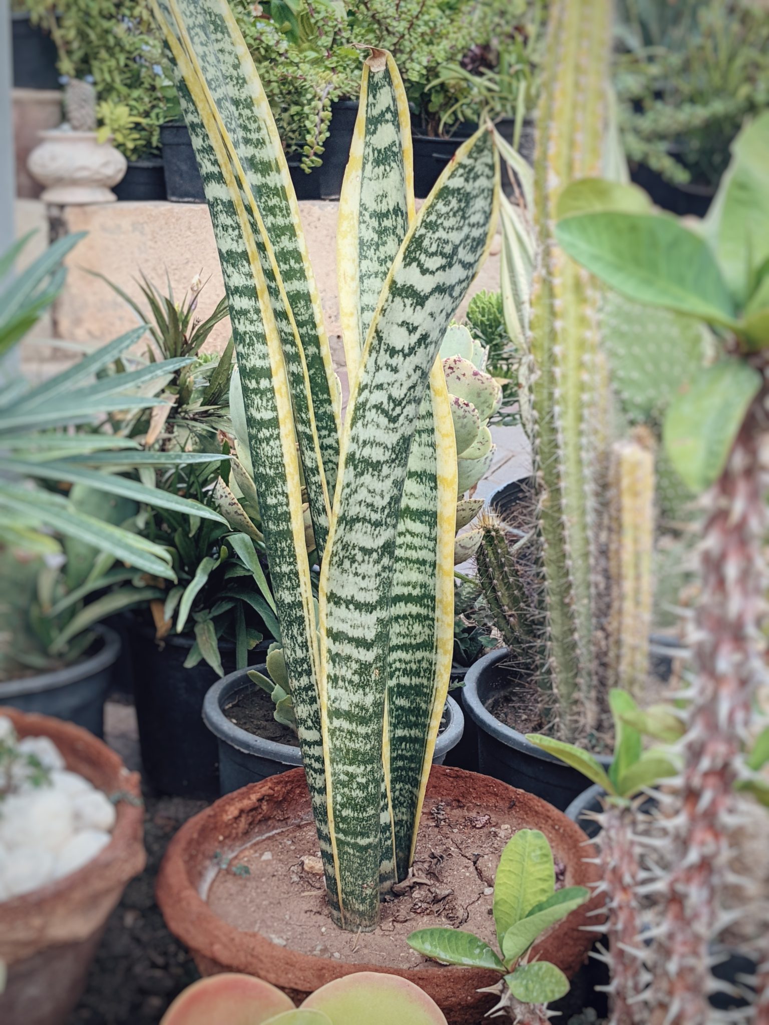 The Mashtel El-Rahman Guide to Plants for Middle Eastern Climates ...