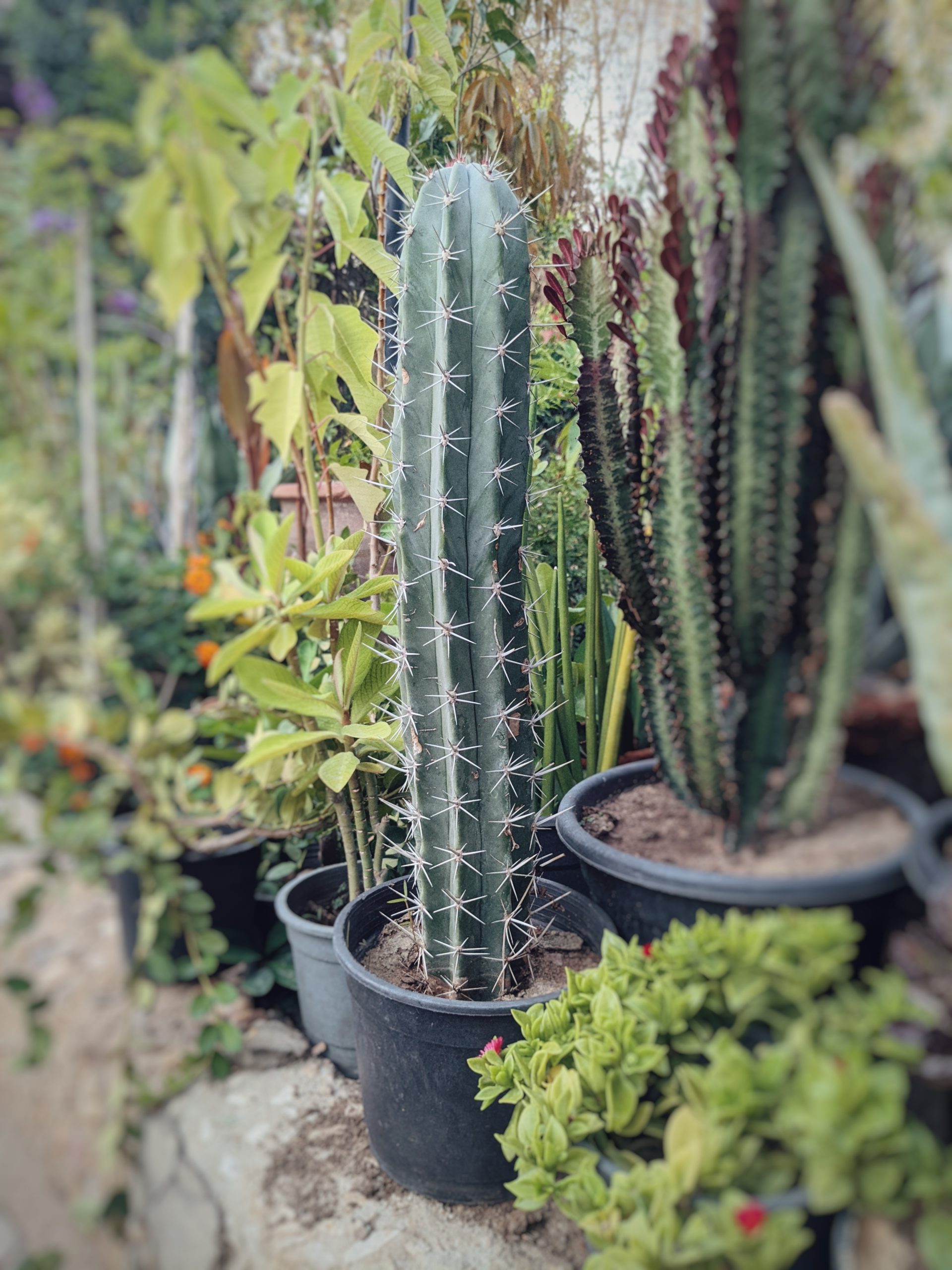 The Mashtel El-Rahman Guide to Plants for Middle Eastern Climates ...