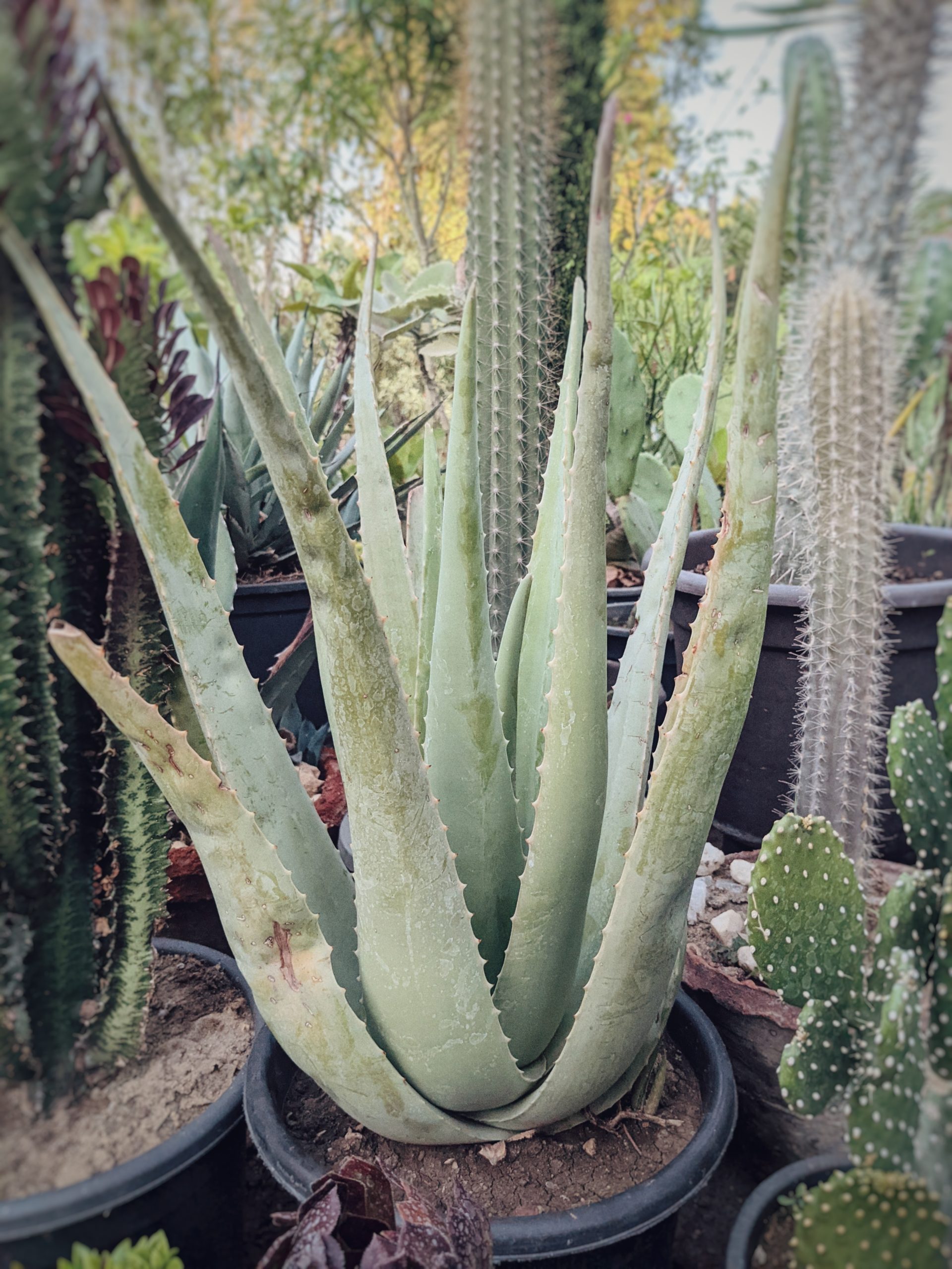 The Mashtel El-Rahman Guide to Plants for Middle Eastern Climates ...