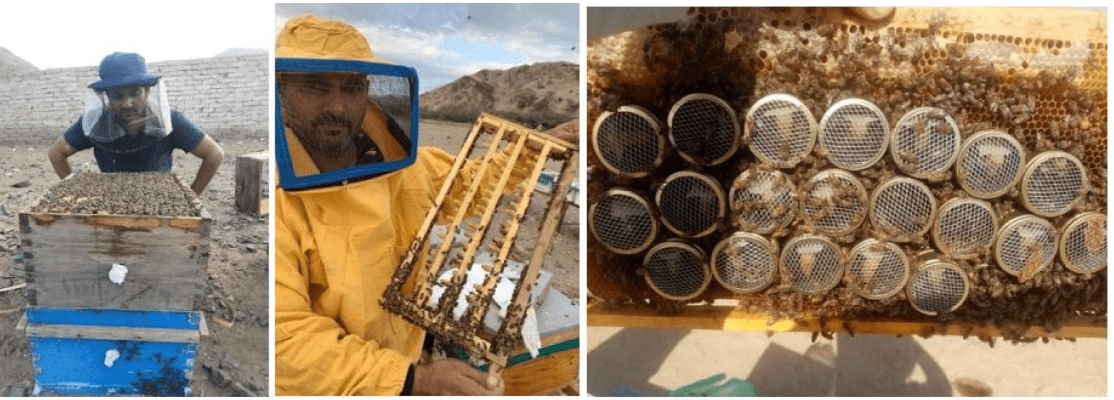 Saudi Arabia’s Honey Industry: Sustainable Growth and Food Security