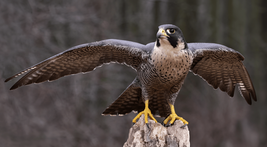 UAE Goes Global With Annual 'Emirates Falcons International Cup ...